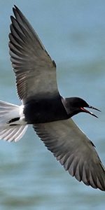 Black Tern – Chosen of StarClan