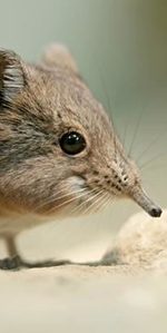 Arctic Shrew – Chosen of StarClan
