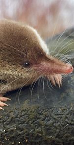 Cinereus Shrew – Chosen of StarClan