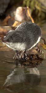 Water Shrew – Chosen of StarClan