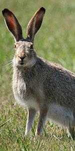 White-tailed Jackrabbit – Chosen of StarClan